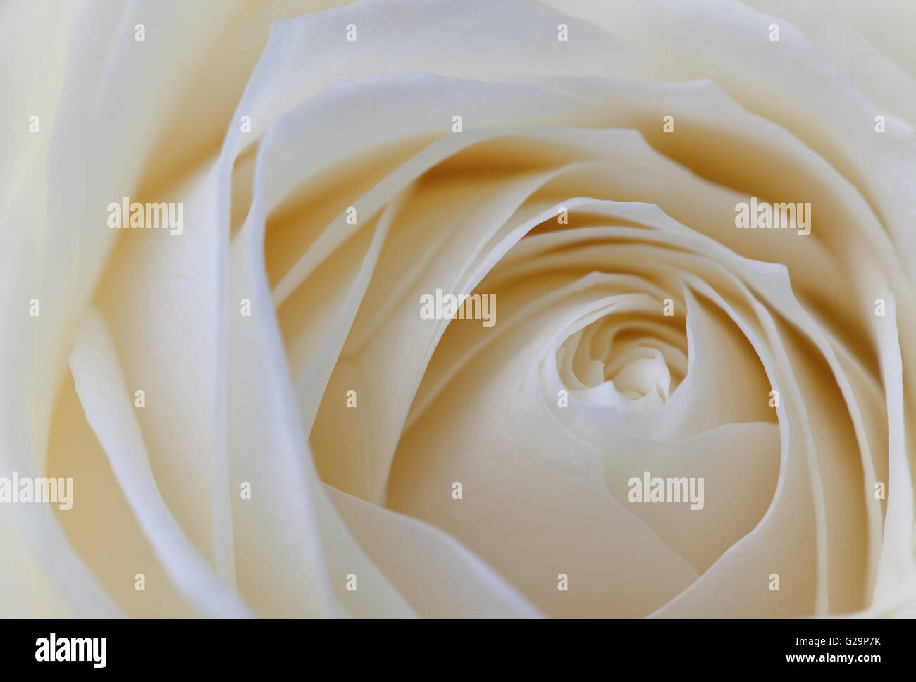 soft rose flower with dew drops close up Stock Photo - Alamy