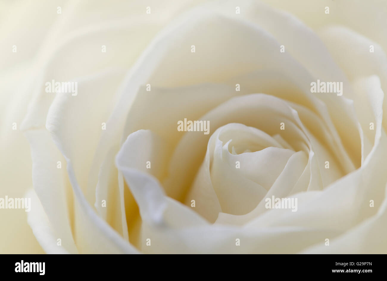 soft rose flower with dew drops close up Stock Photo - Alamy