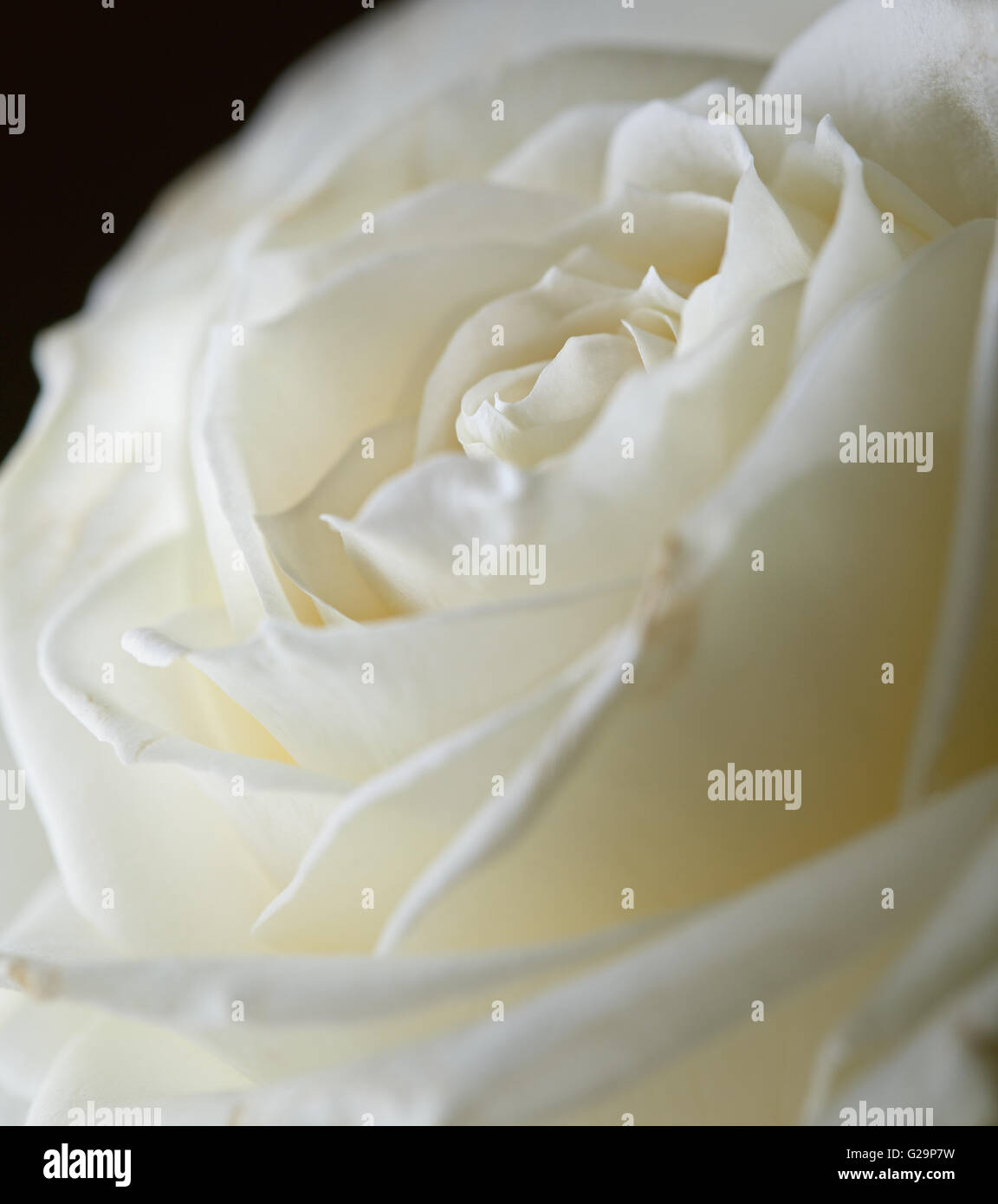 soft rose flower with dew drops close up Stock Photo - Alamy