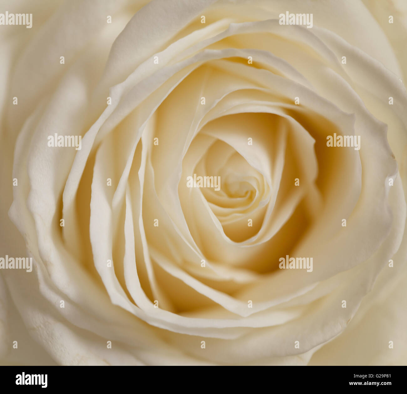 soft rose flower with dew drops close up Stock Photo - Alamy