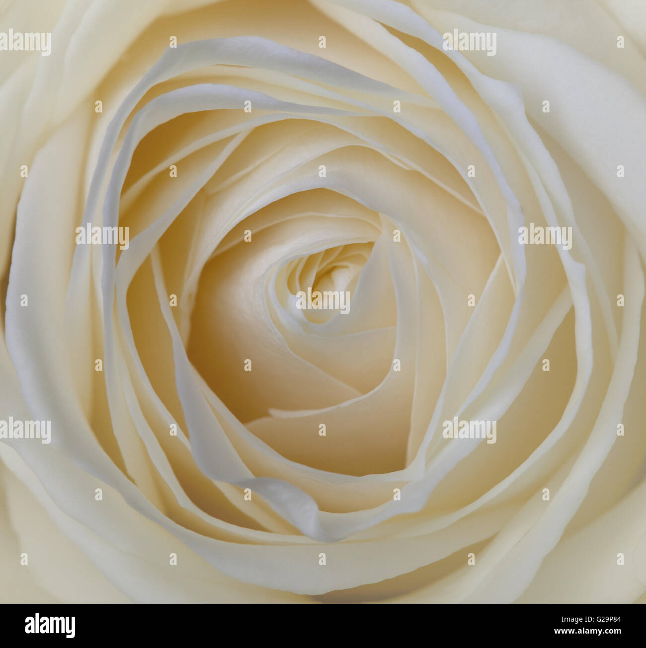 soft rose flower with dew drops close up Stock Photo - Alamy