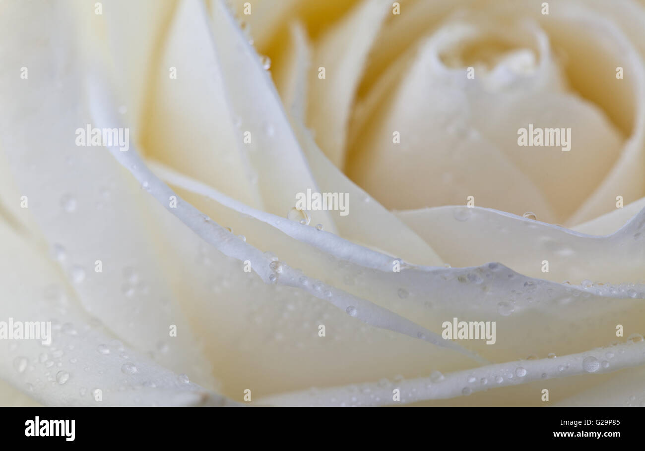soft rose flower with dew drops close up Stock Photo - Alamy