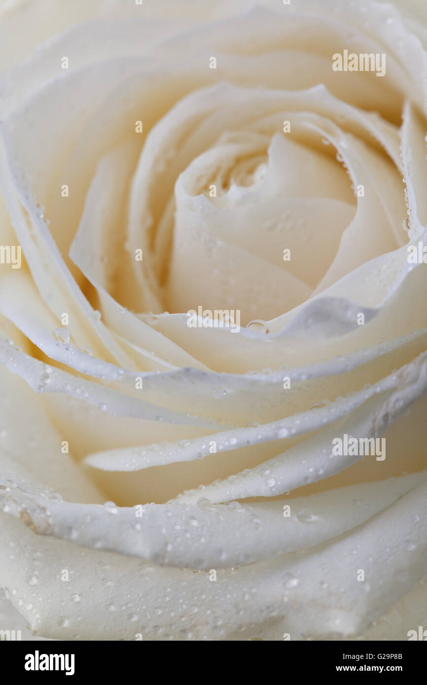 soft rose flower with dew drops close up Stock Photo - Alamy