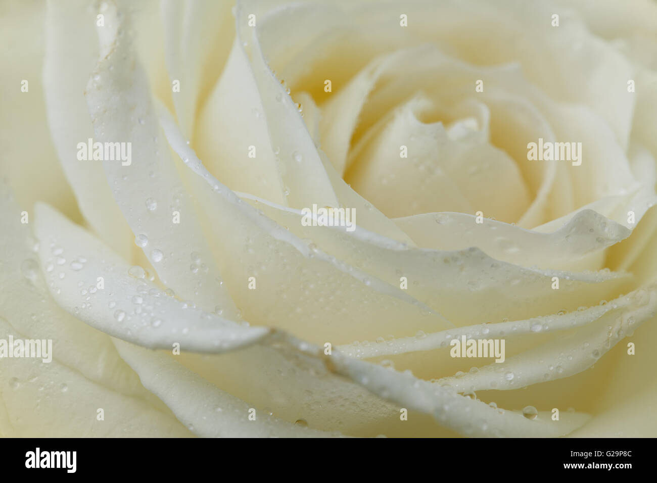 soft rose flower with dew drops close up Stock Photo - Alamy