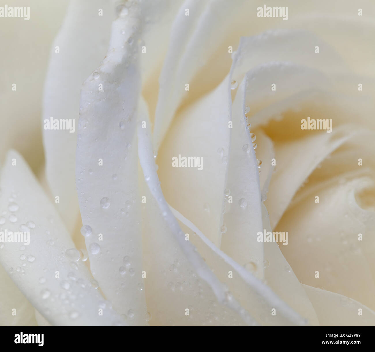 soft rose flower with dew drops close up Stock Photo - Alamy