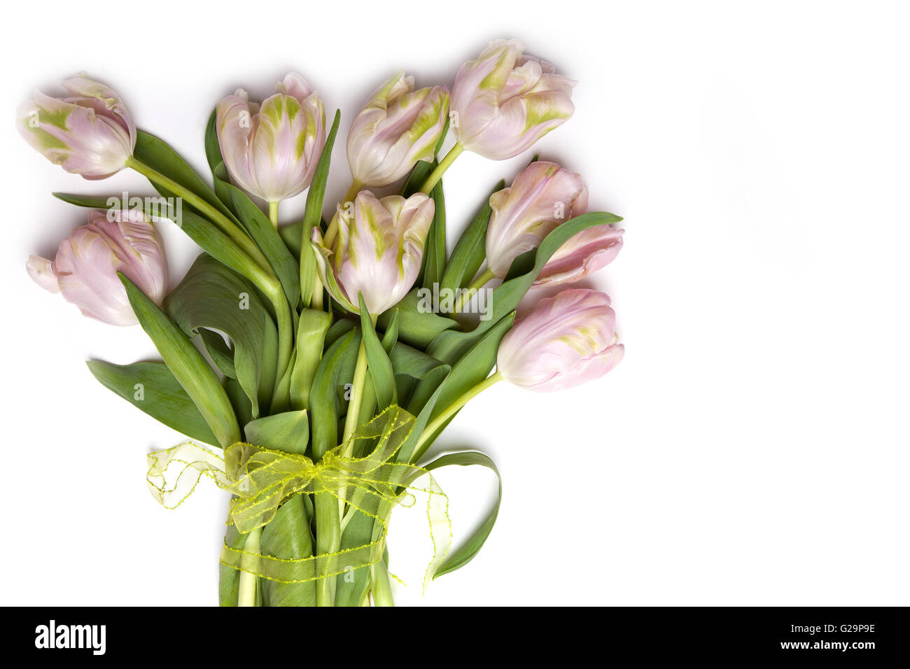 Vibrant pink flowers on Cut Out Stock Images & Pictures - Alamy
