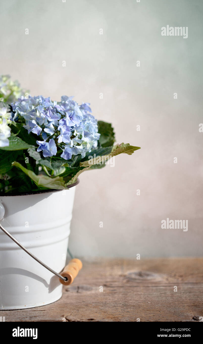 Still-Life with blue Hortensia Flowers in decorative bucket Stock Photo ...