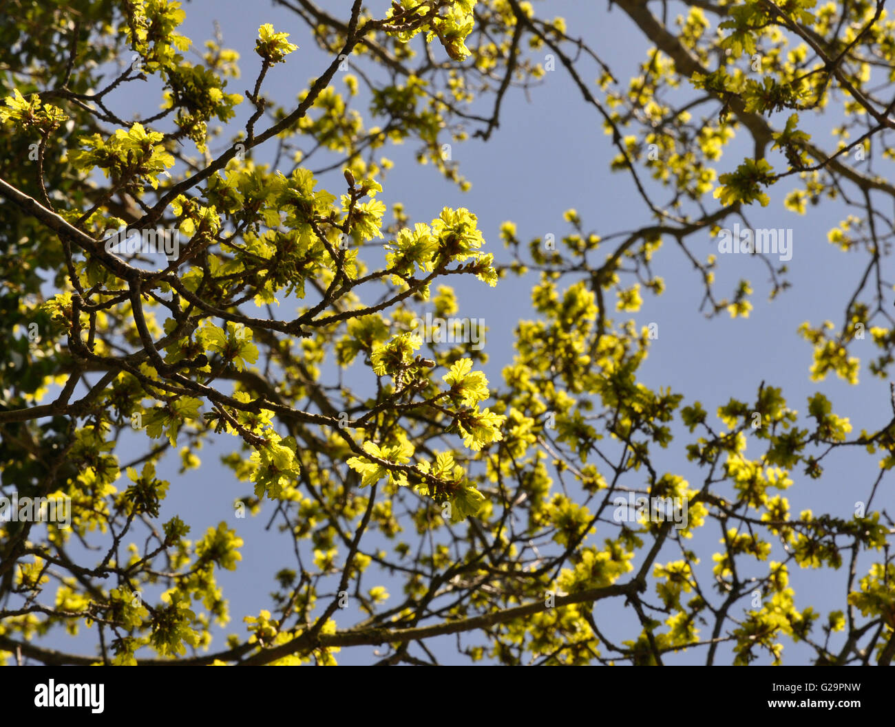 backlit oak tree Stock Photo - Alamy