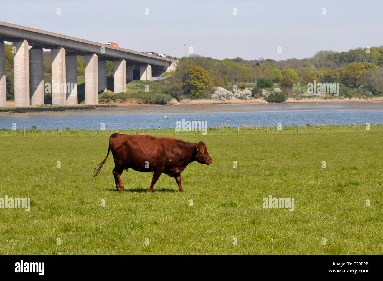 orwell bridge, river, cow Stock Photo - Alamy