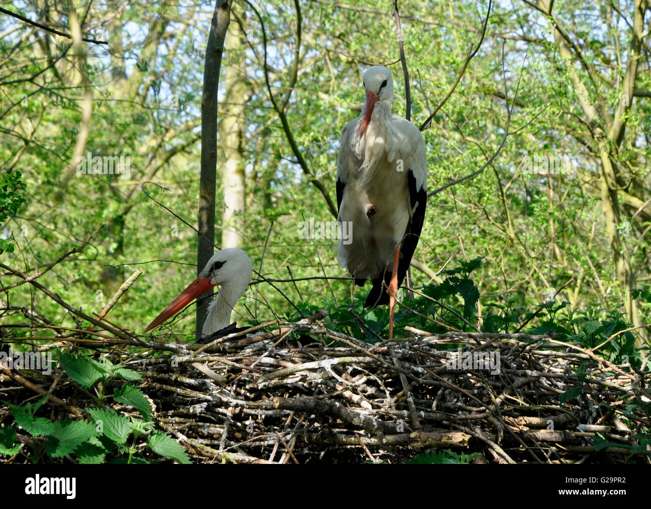 Storks are long necked wading birds hi-res stock photography and images ...