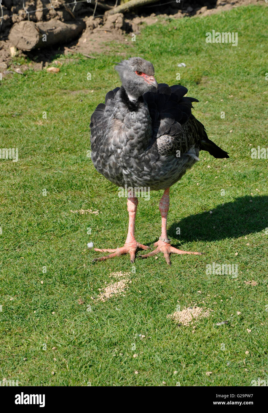 Screamer bird hi-res stock photography and images - Alamy