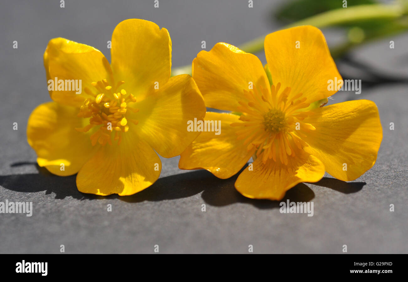 Buttercups backdrop hi-res stock photography and images - Alamy