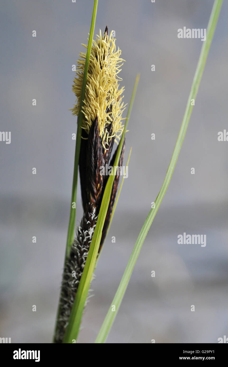 Carex acutiformis, lesser pond sedge Stock Photo - Alamy
