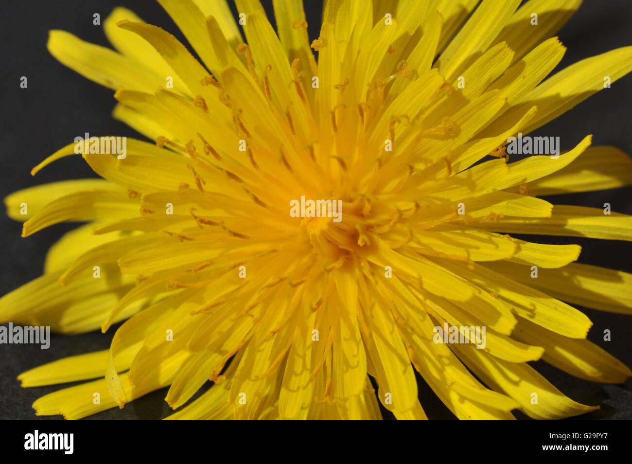 Persistent weeds hi-res stock photography and images - Alamy