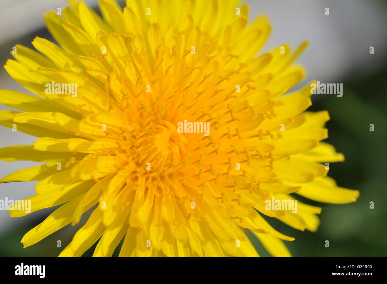 Persistent weeds hi-res stock photography and images - Alamy