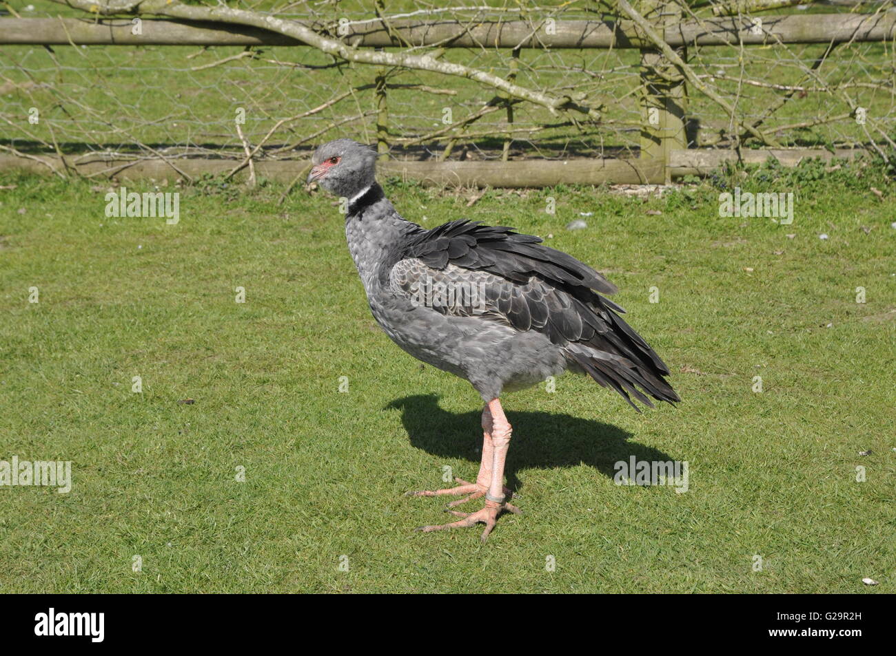 Screamer anhimidae hi-res stock photography and images - Alamy