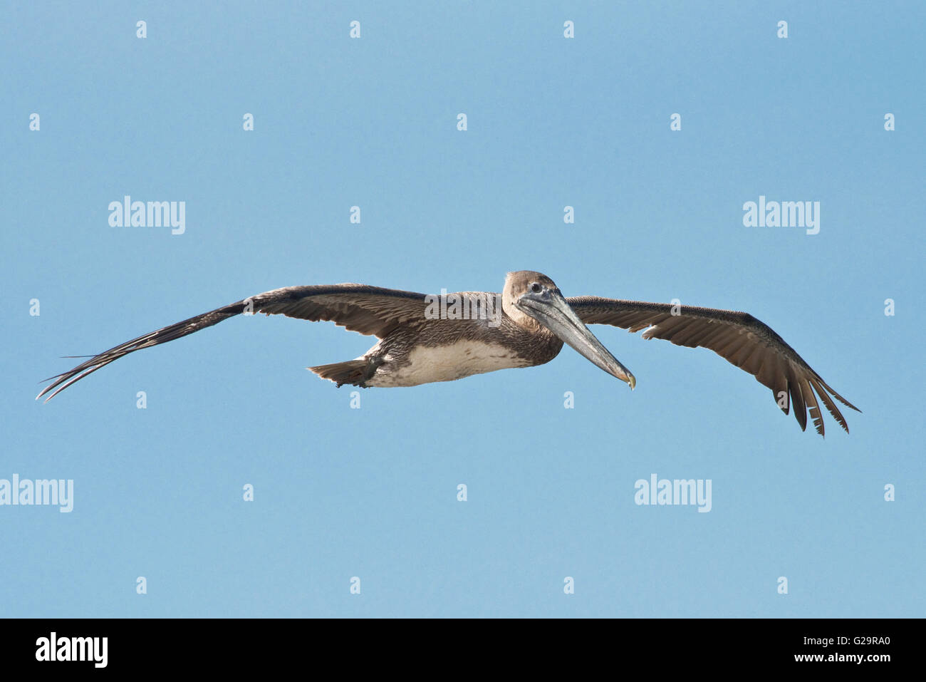 A Juvenile Brown pelican (Pelecanus occidentalis) in flight along the ...