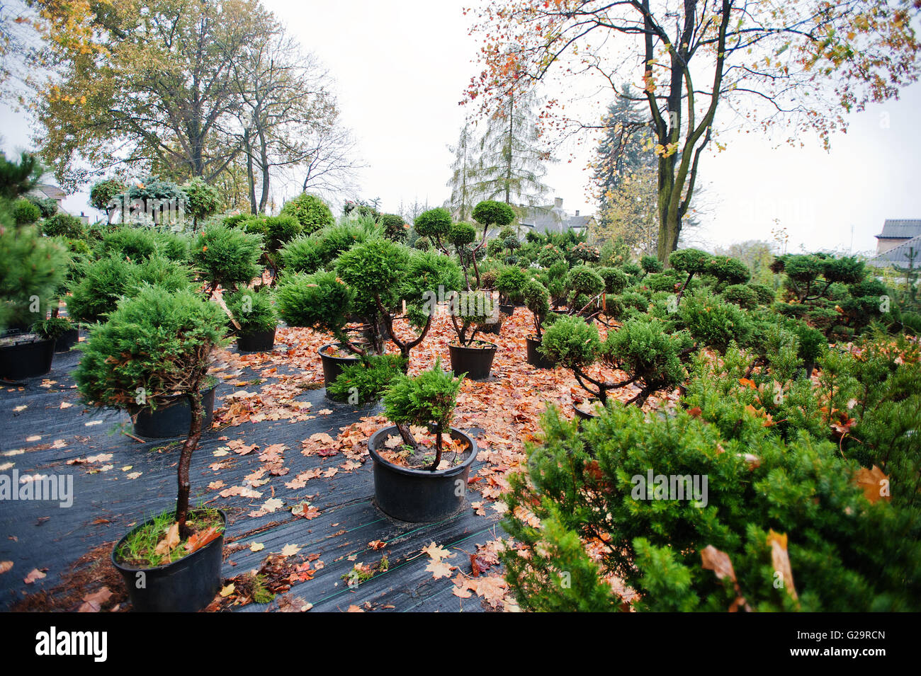 Row of cedar trees hi-res stock photography and images - Alamy
