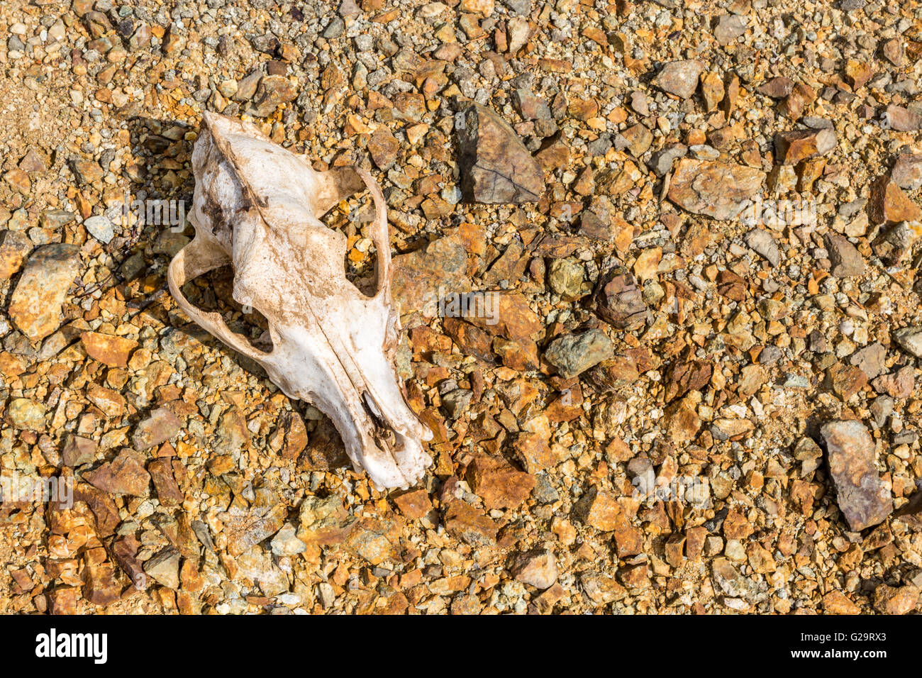 Dog Skull Anatomy High Resolution Stock Photography and Images - Alamy