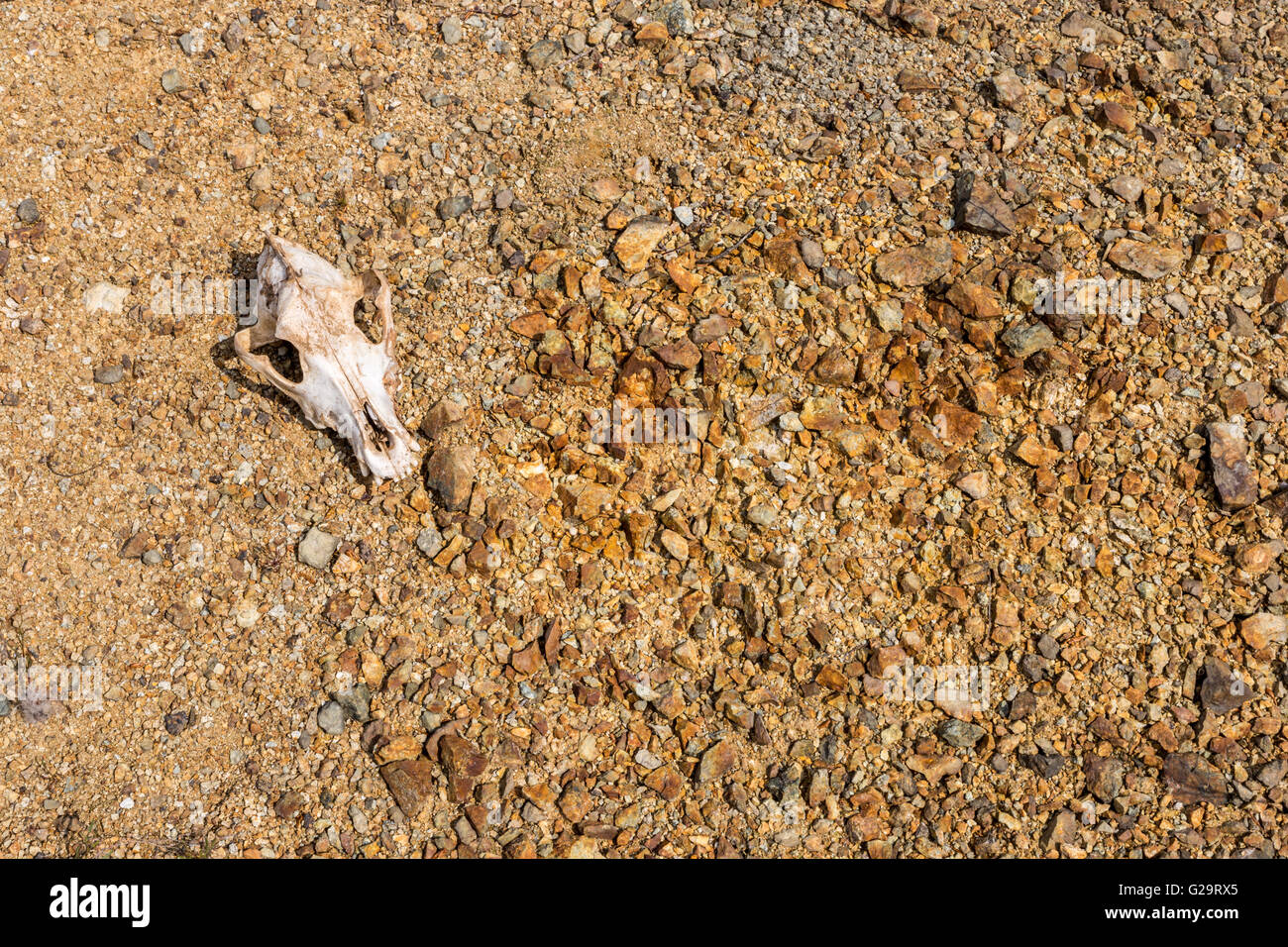 Skeleton laying with skull hi-res stock photography and images - Alamy