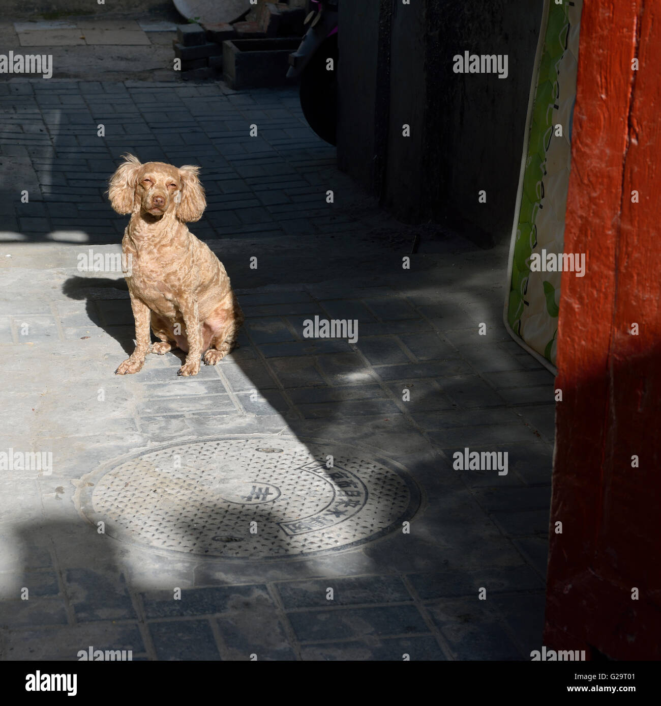A dog in Beijing Hutong Stock Photo - Alamy