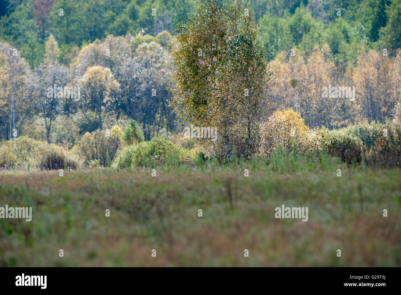 Bialowieza forest is a valuable remainder of the old european deciduous ...