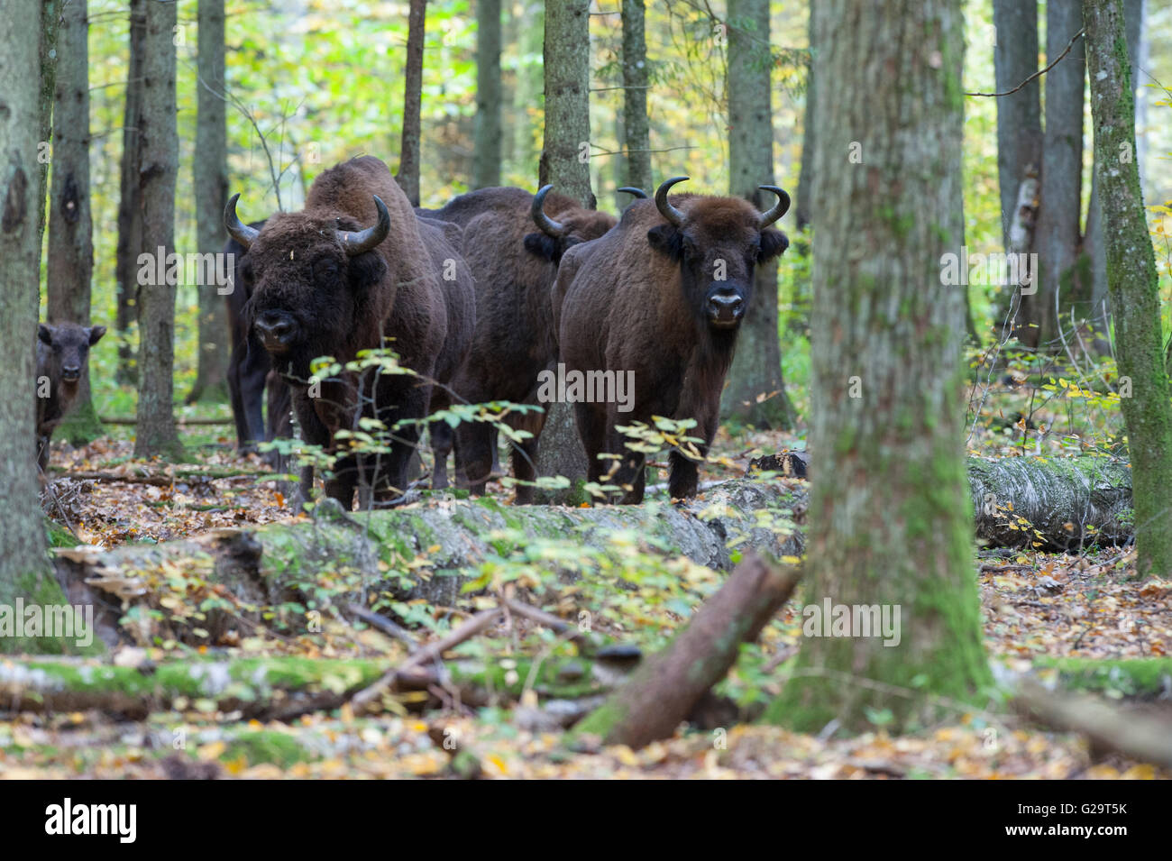 Bialowieza forest is a valuable remainder of the old european deciduous ...