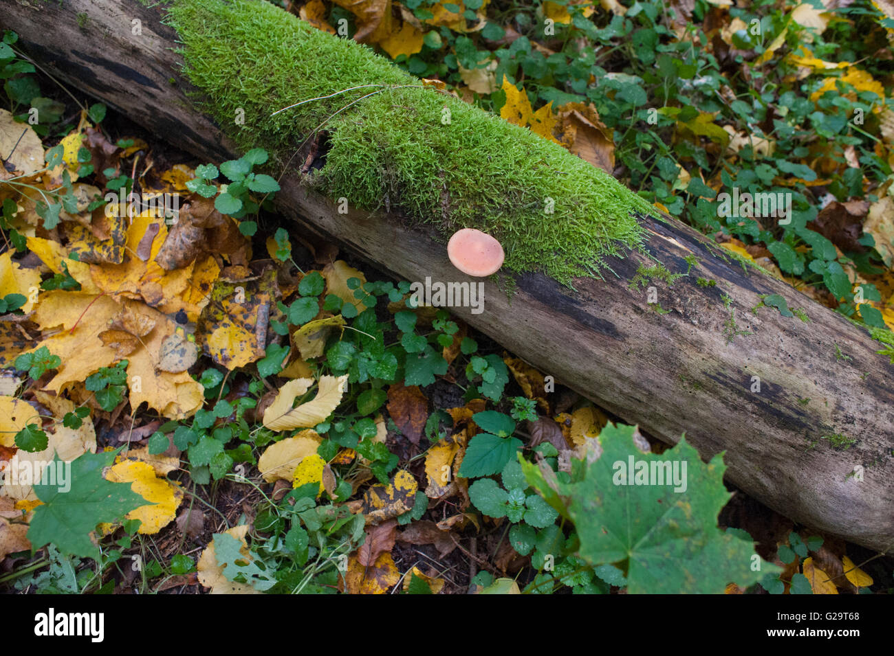 Bialowieza forest is a valuable remainder of the old european deciduous ...
