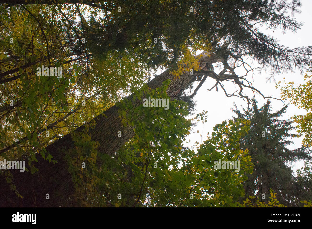Bialowieza forest is a valuable remainder of the old european deciduous ...