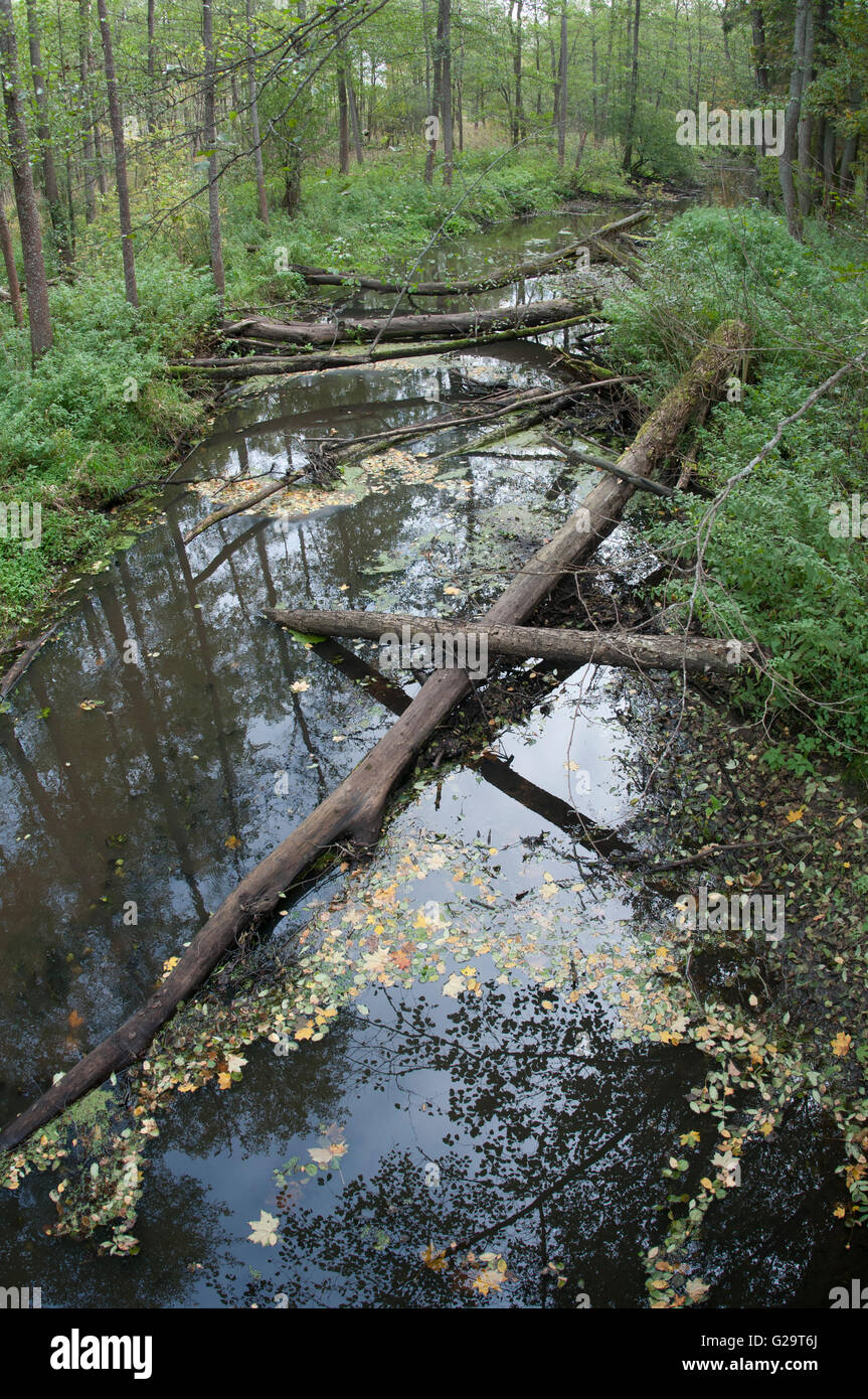Bialowieza forest is a valuable remainder of the old european deciduous ...