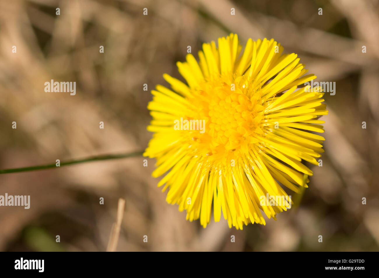 A Colt’s-foot flower (Tussilago farfara Stock Photo - Alamy