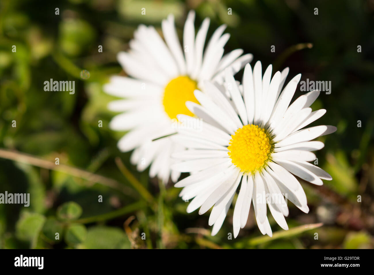 Pair of daisies hi-res stock photography and images - Alamy