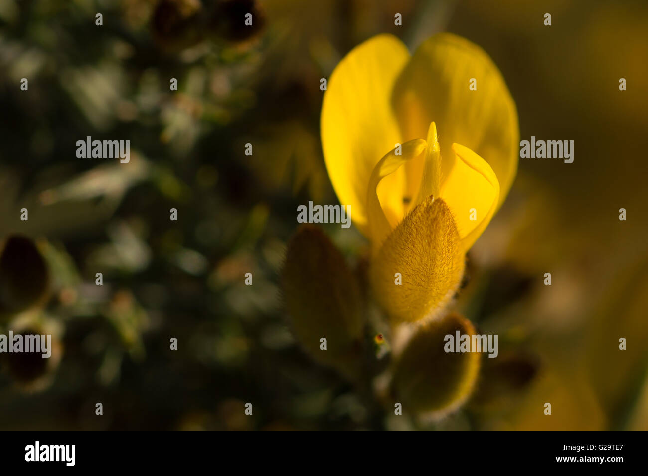 A close-up of a European Gorse (Ulex europaeus) flower Stock Photo - Alamy