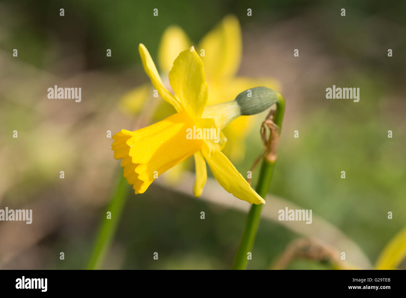 A Wild Daffodil flower (Narcissus pseudonarcissus Stock Photo - Alamy