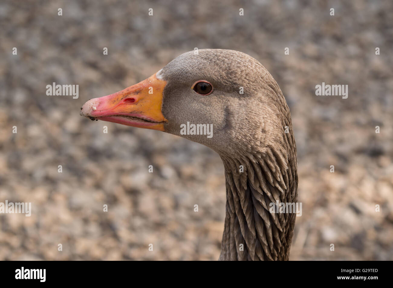 A portrait of a Greylag Goose (Anser anser Stock Photo - Alamy
