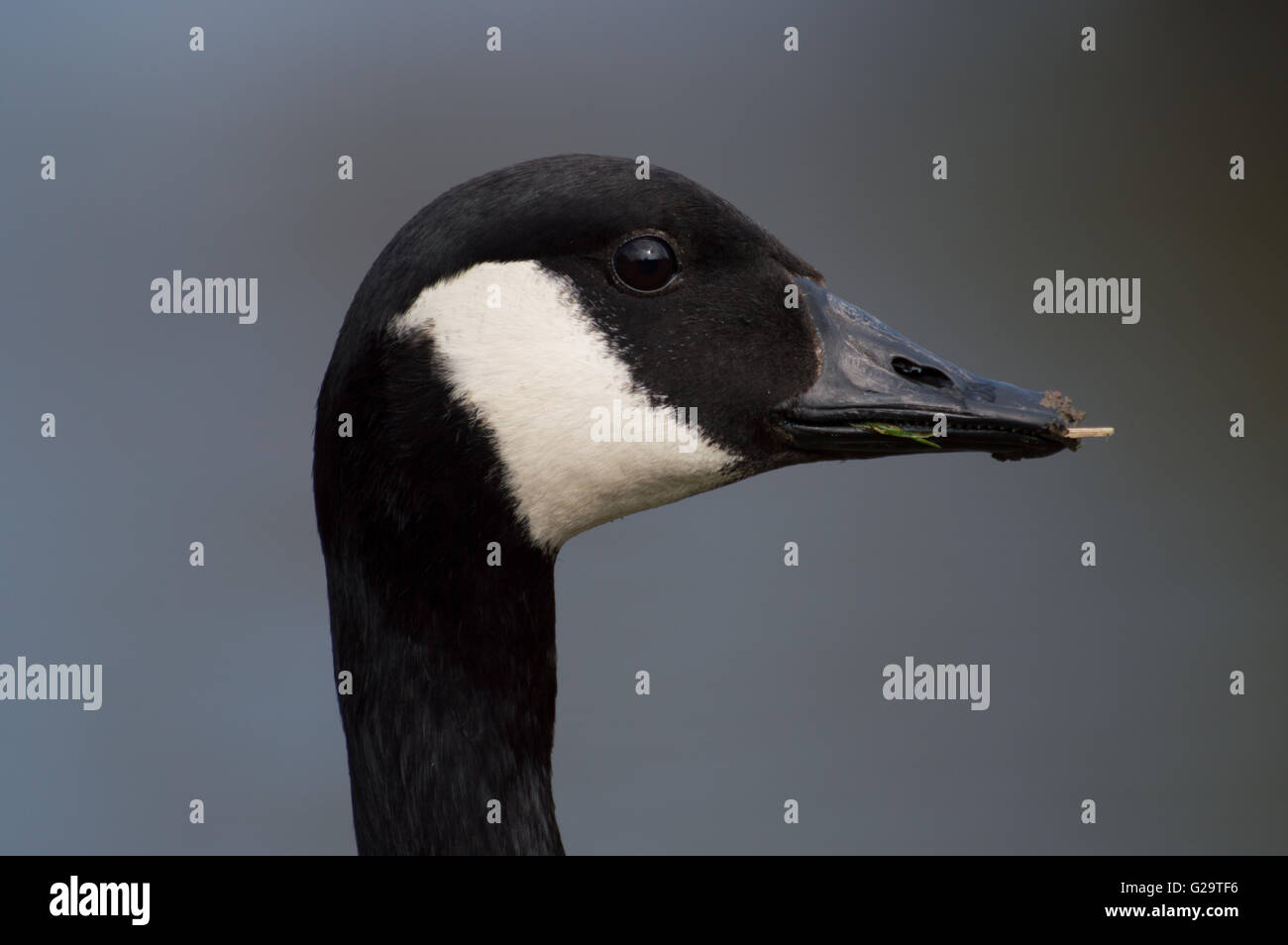 Close up portrait white goose hi-res stock photography and images - Alamy