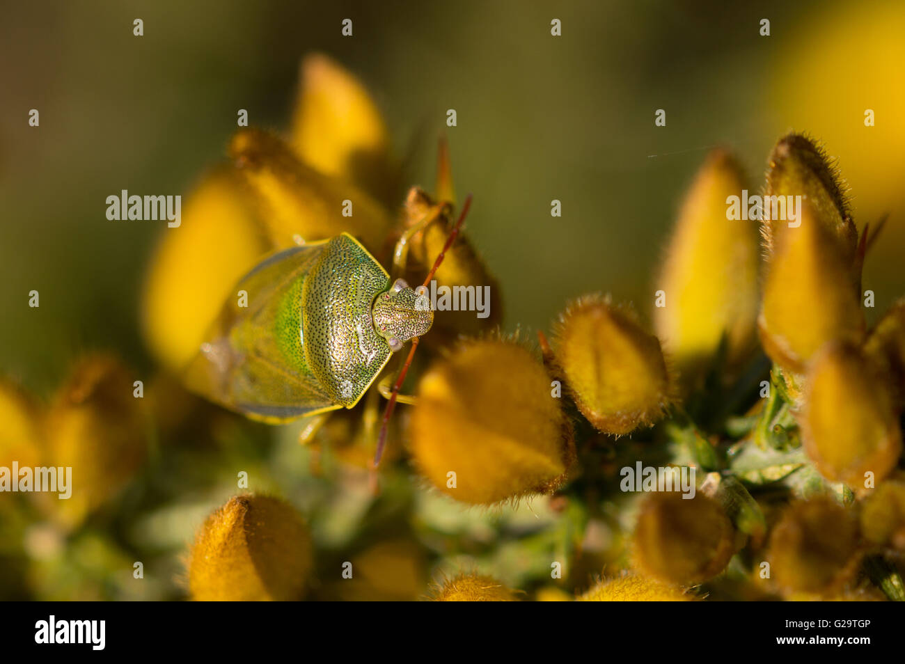 A Gorse Shieldbug (Piezodorus lituratus) crawling on European Gorse ...