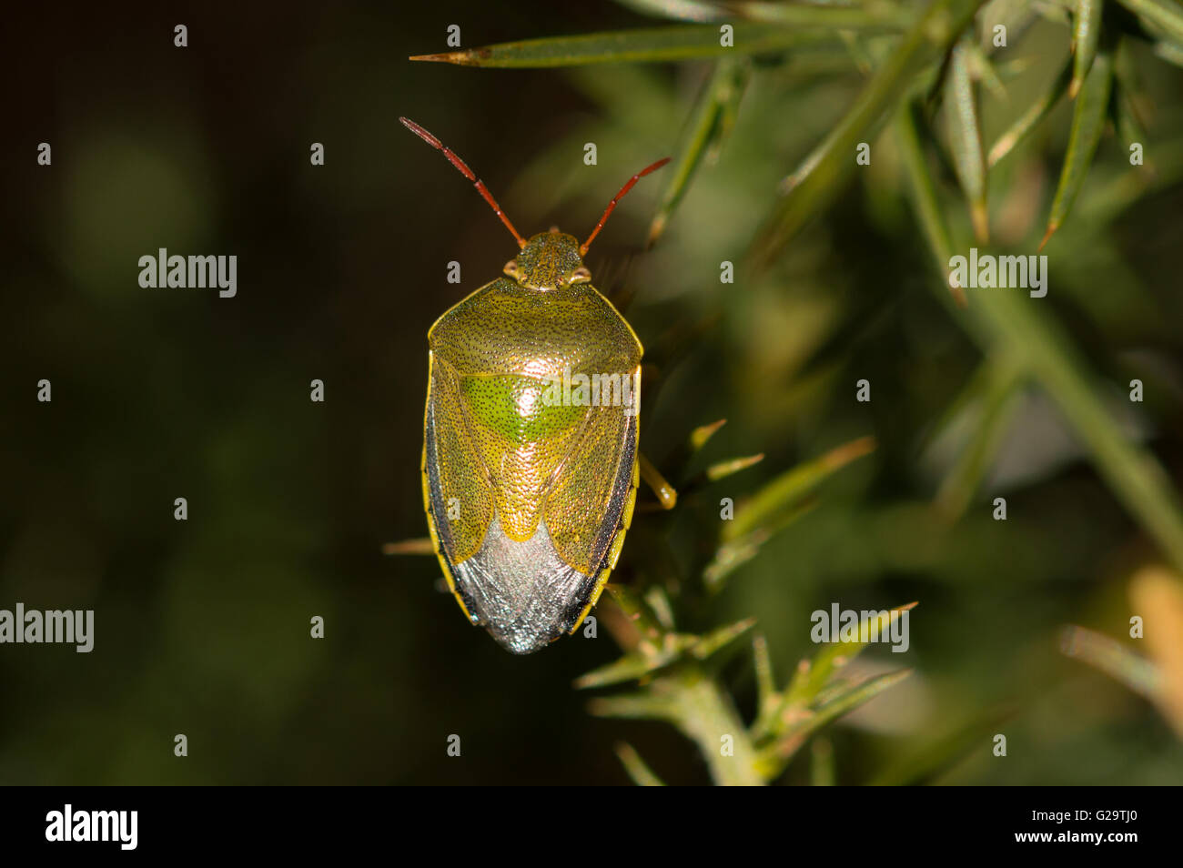 A Gorse Shieldbug (Piezodorus lituratus) crawling on European Gorse ...