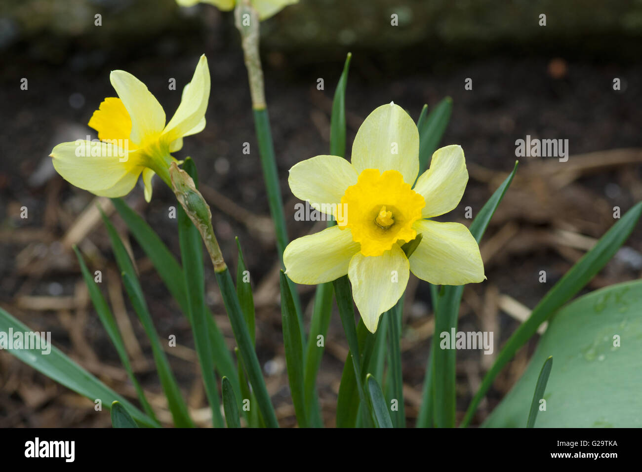 Yellow daffodil in bloom hi-res stock photography and images - Alamy