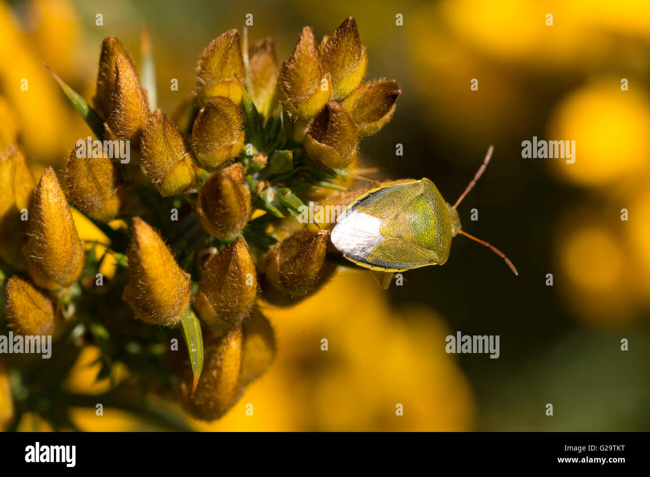 A Gorse Shieldbug (Piezodorus lituratus) crawling on European Gorse ...