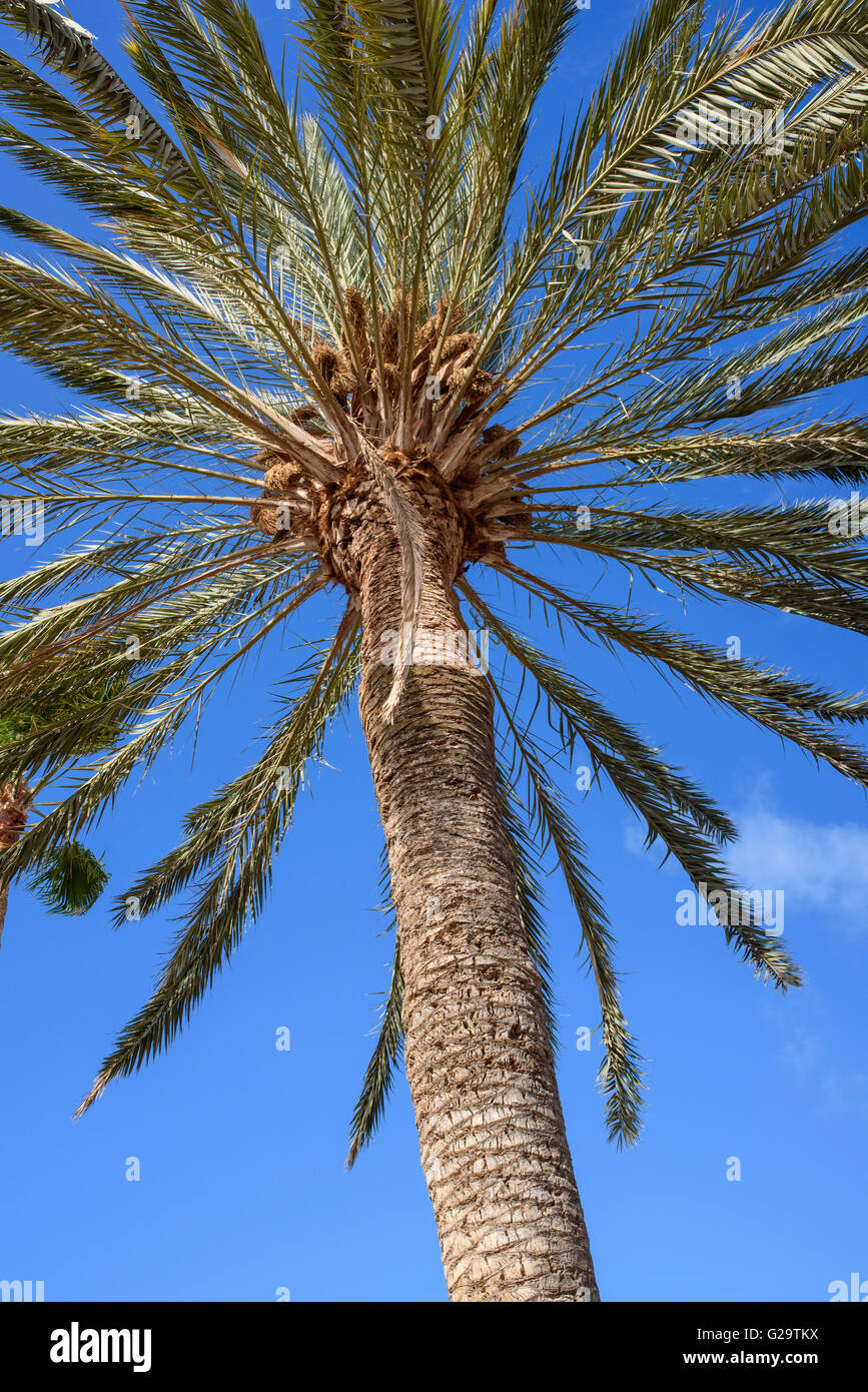Looking up into a Palm Tree from ground level, photographed against a ...