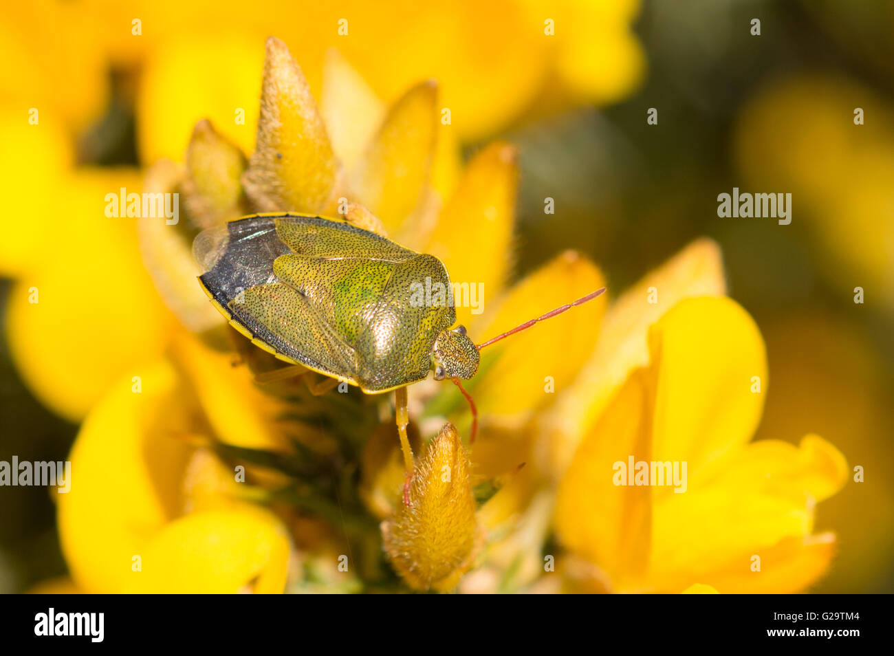 A Gorse Shieldbug (Piezodorus lituratus) crawling on European Gorse ...