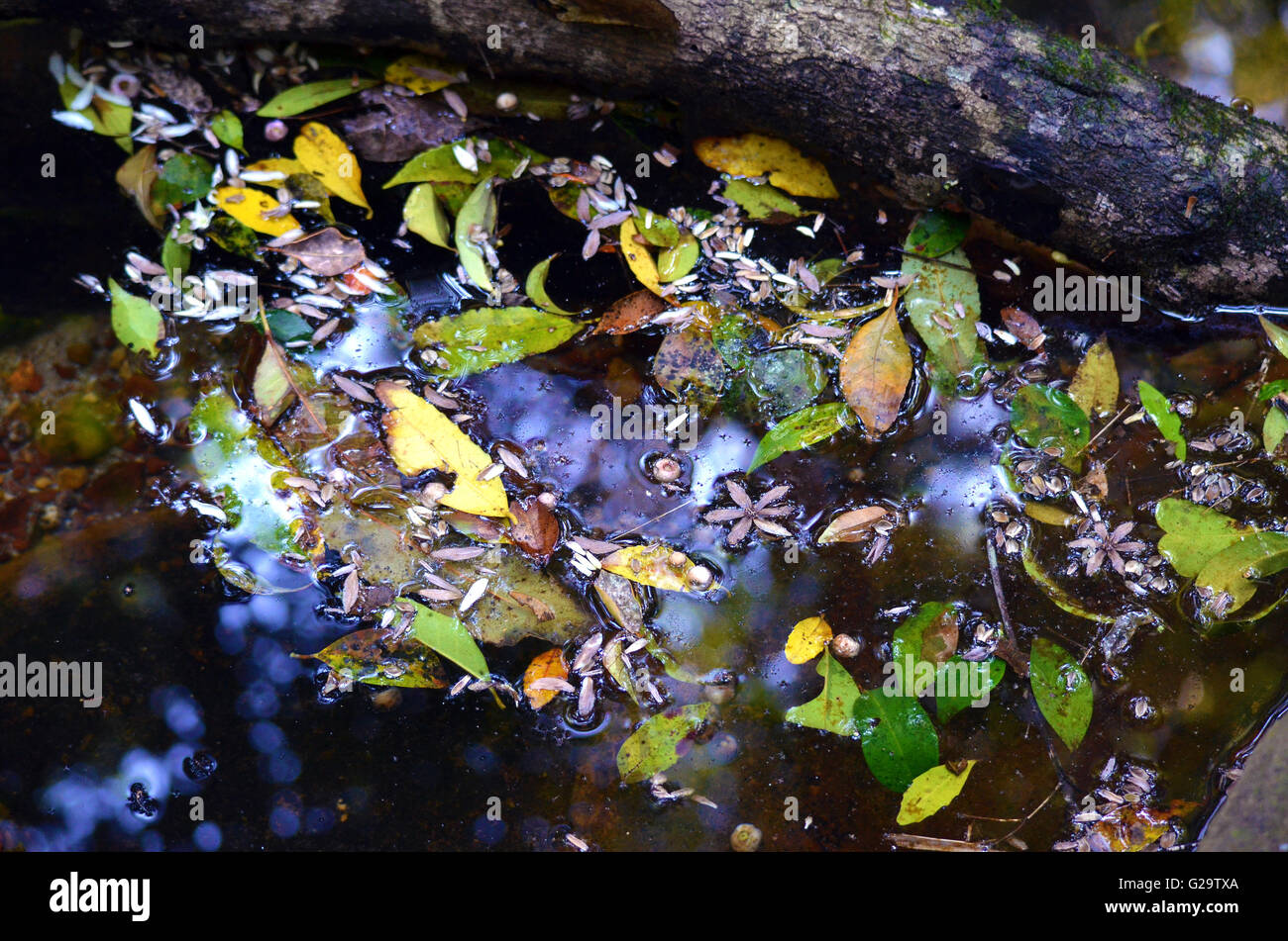 Log Floating In Water High Resolution Stock Photography and Images - Alamy