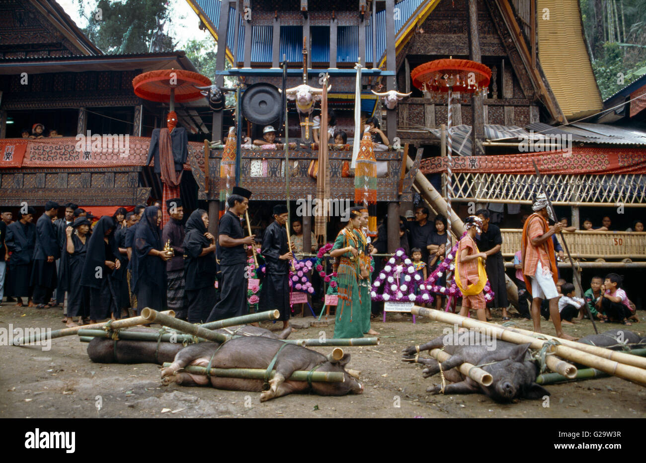 Sulewesi Indonesia Funeral Ceremony Tana Toraja Sacrificial Pigs Stock ...