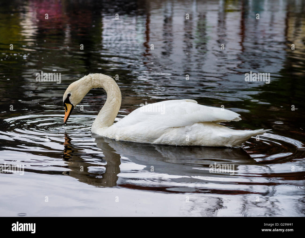 Swans beak hi-res stock photography and images - Alamy