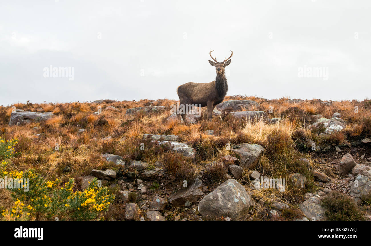 Stag road hi-res stock photography and images - Alamy