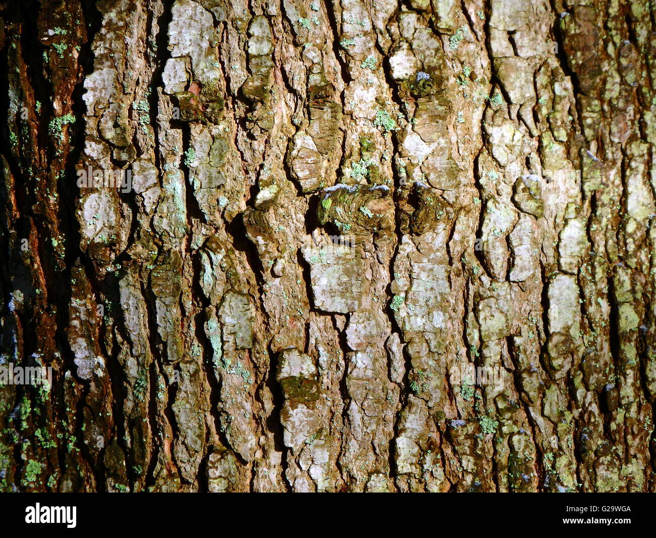 fir bark detail, close-up view of the trunk fir Stock Photo - Alamy