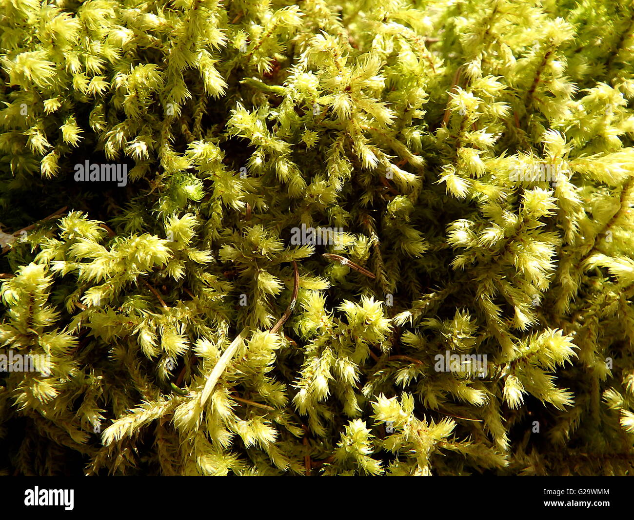 moss, detail green moss,background Stock Photo - Alamy