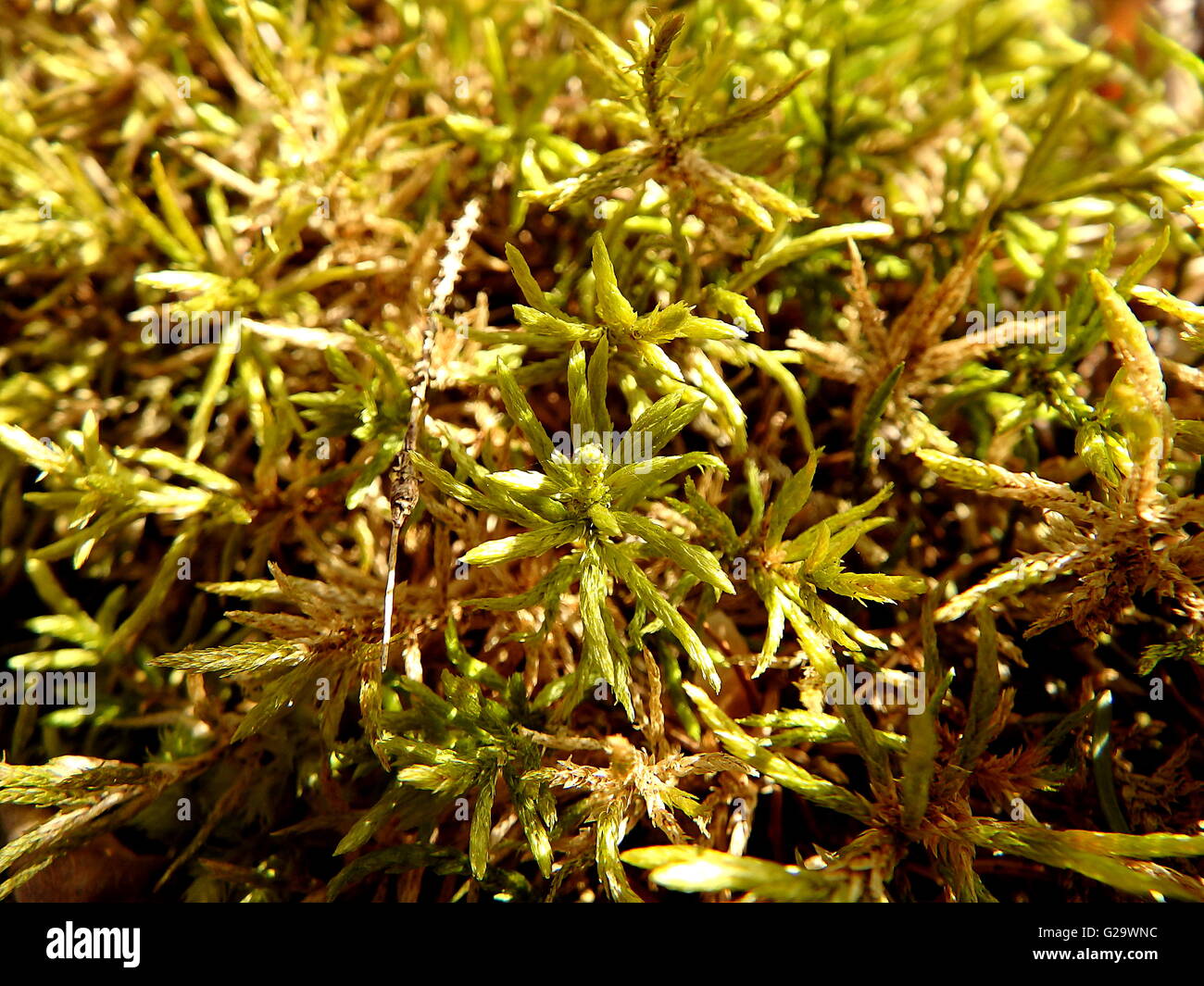 moss, detail green moss,background Stock Photo - Alamy