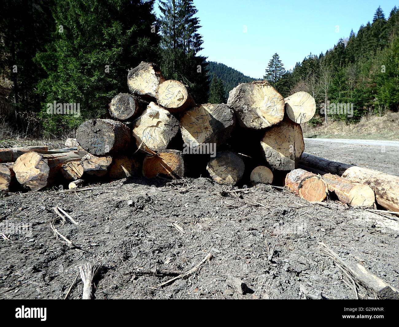 big pile of wood in the forest Stock Photo - Alamy
